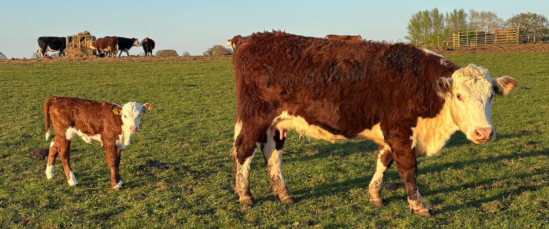 Spring Life for British Cows on Our Farm